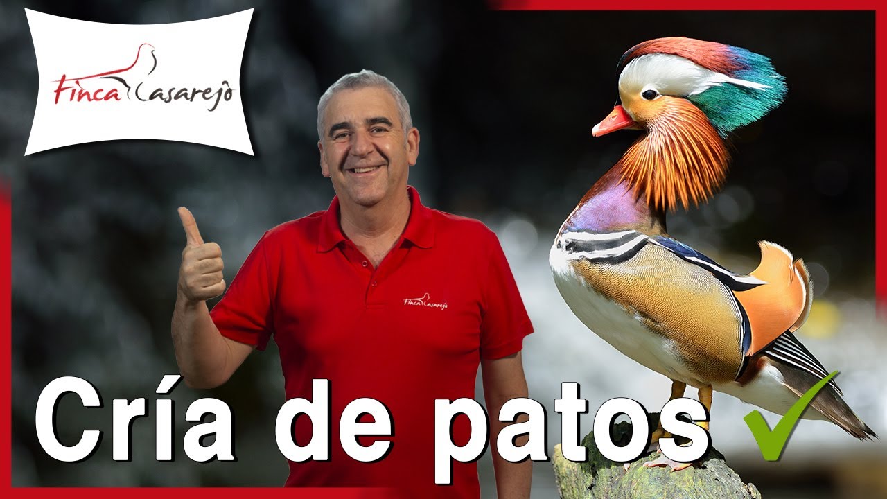 10 consejos sobre los patos 🦆 - YouTube