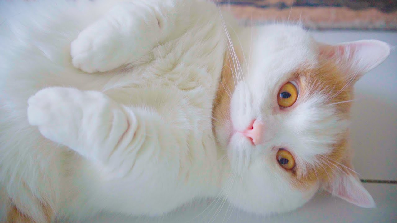 Fluffy + Soft | Cute Cat in the sunshine - YouTube