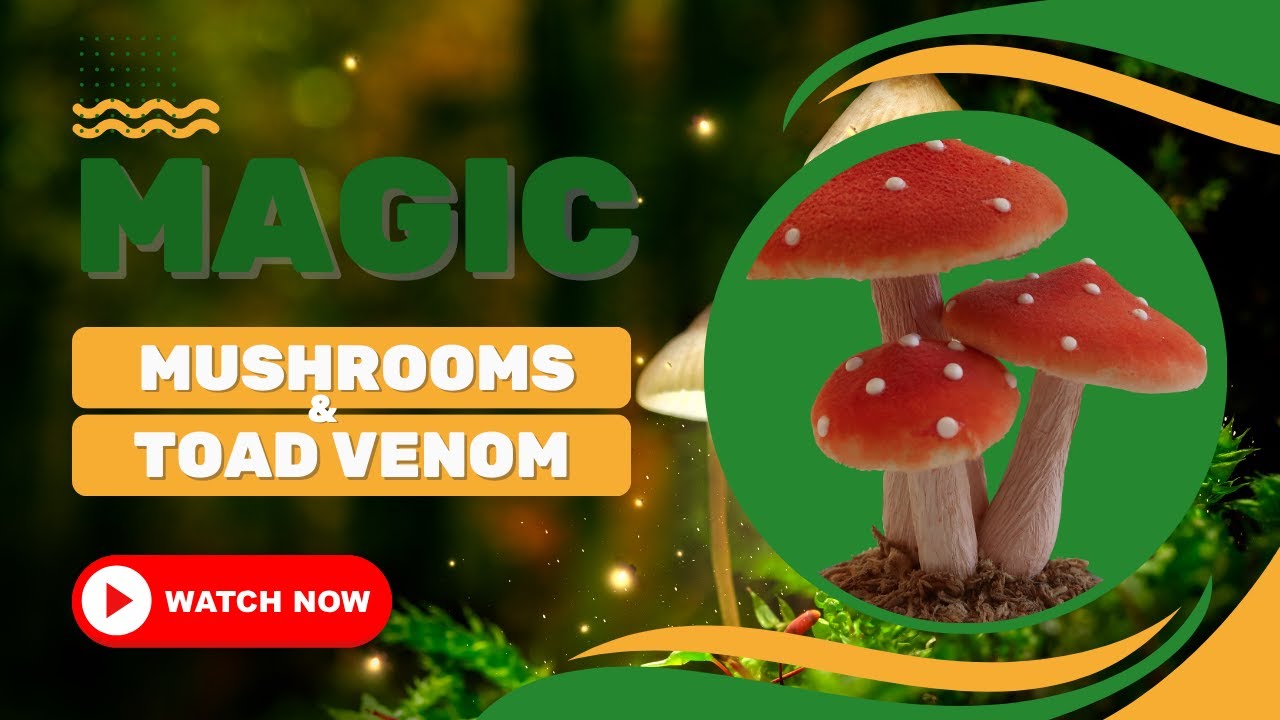 Magic Mushrooms | Toad Venom for Depression Relief |Need help in the US? Text HOME to 741741 ...