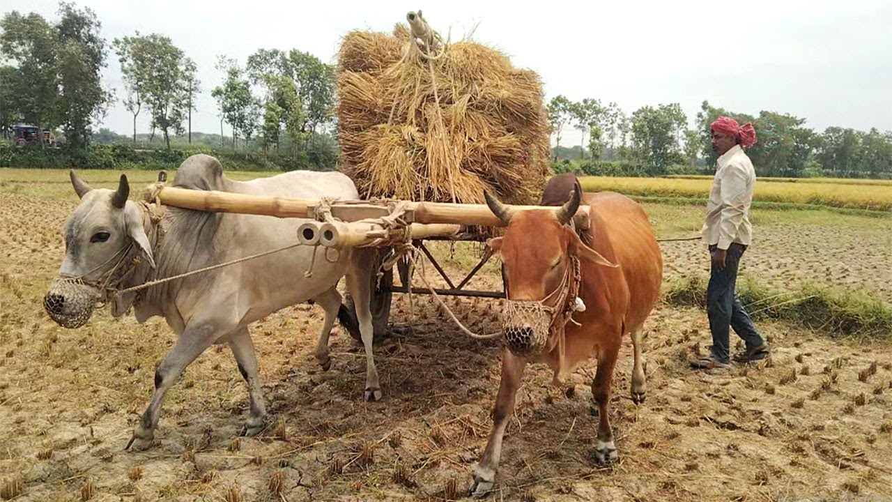 The farmer takes a load of paddy from the field with a bullock cart ...