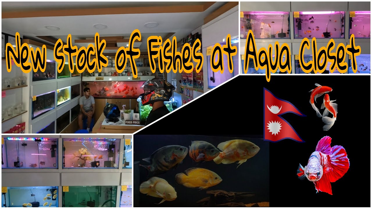 New Fish Stock at Aqua Closet Nepal -Paradise for Aquarium Enthusiasts ...