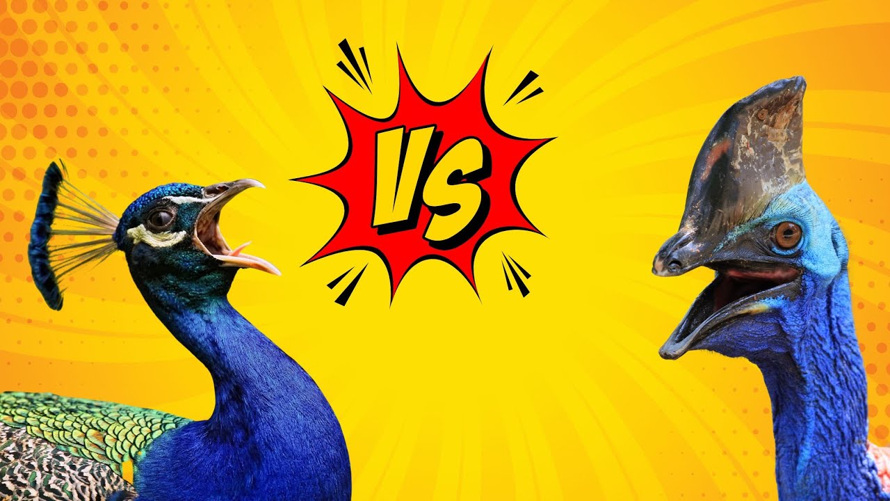 Peacock vs Cassowary (Emu, Eagle, Ostrich, Condor) - YouTube