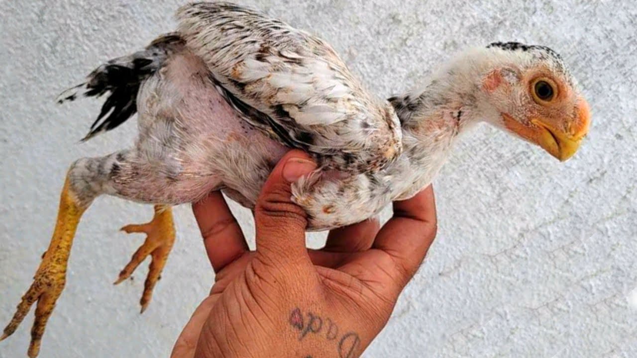 parrot beak aseel chicks long haight murgha | aseel and animal pets ...