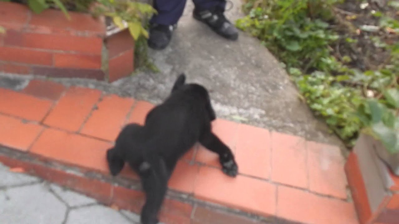 Black Labrador Jump Fail - YouTube