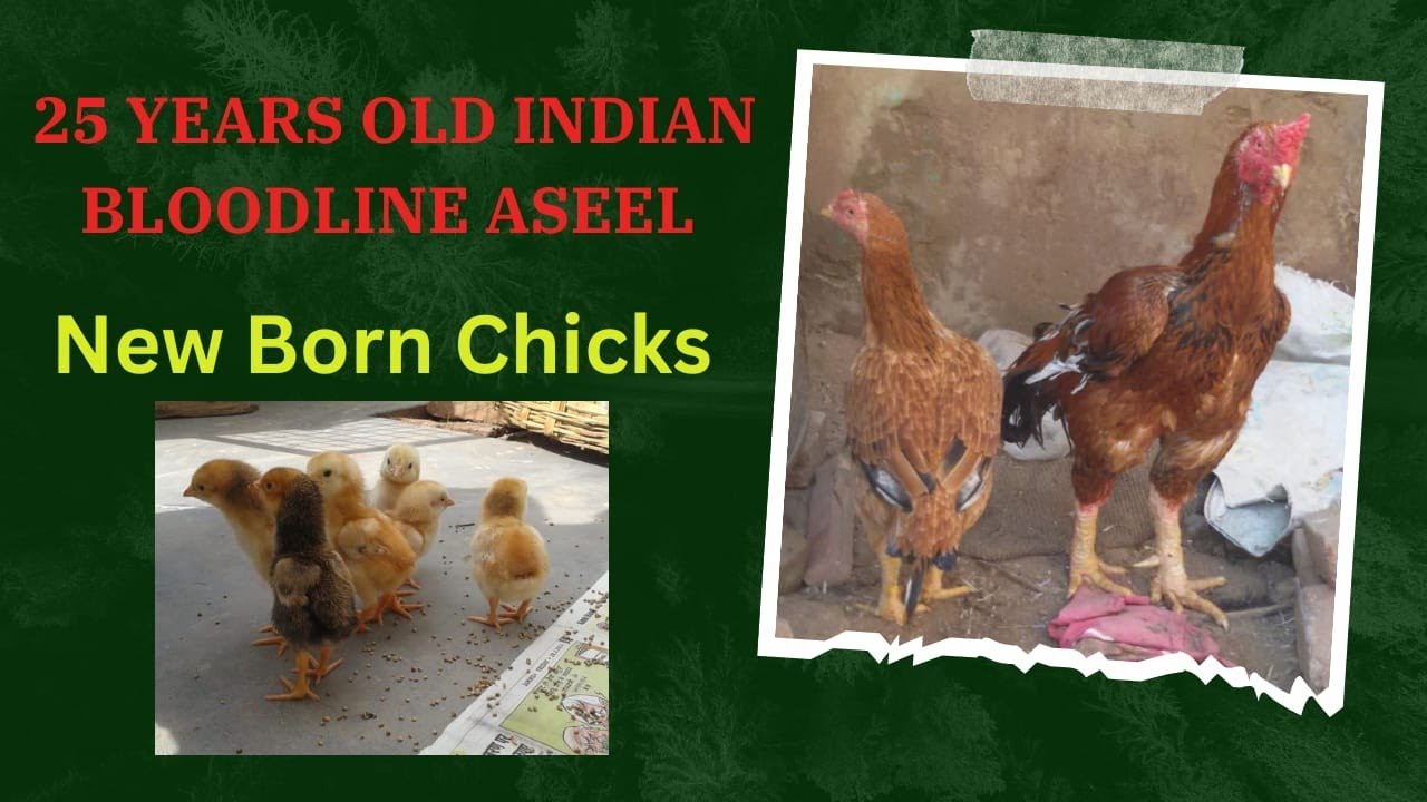 Old Bloodline Aseel New Born Chicks, - YouTube