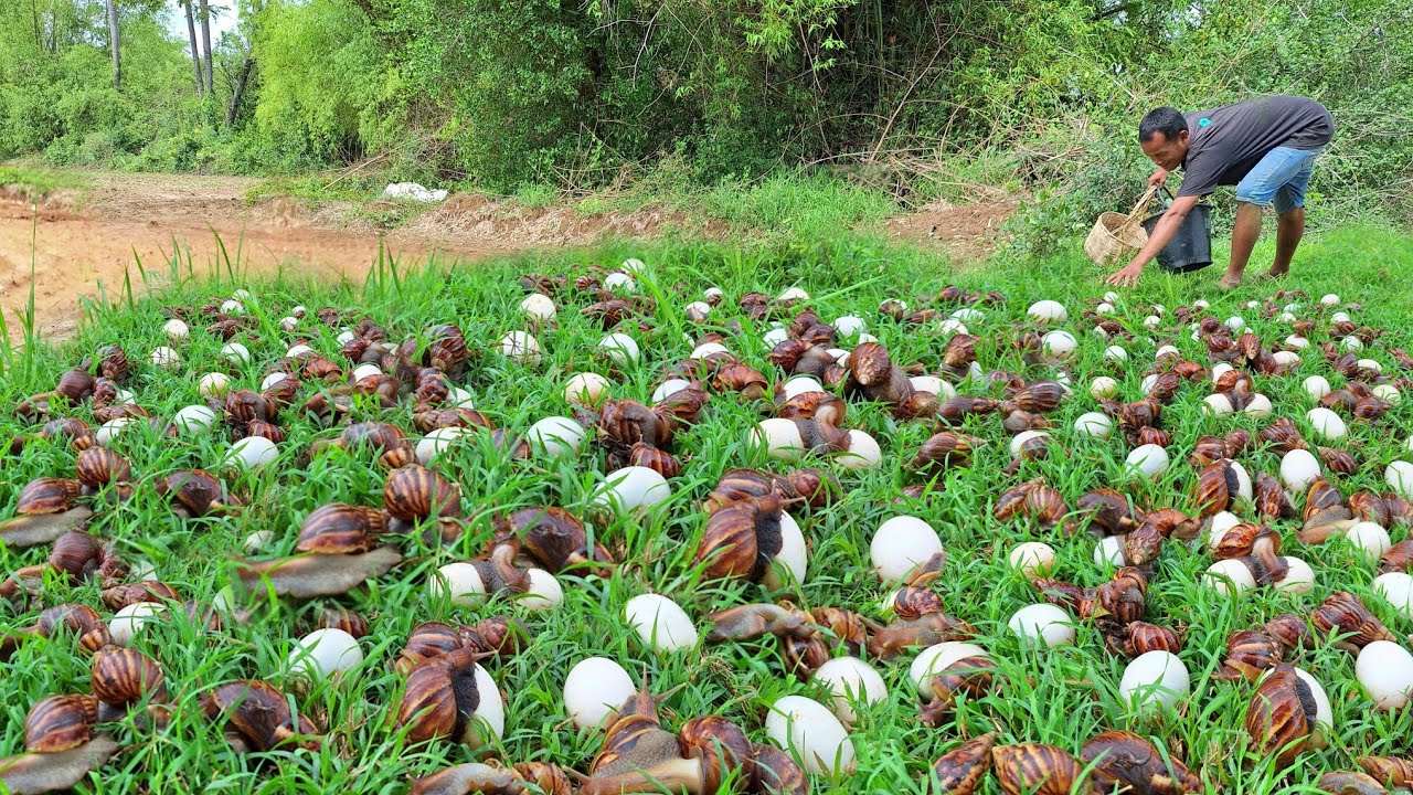 Mrs Lina - A farmer picks eggs in the meadow and catches many - YouTube