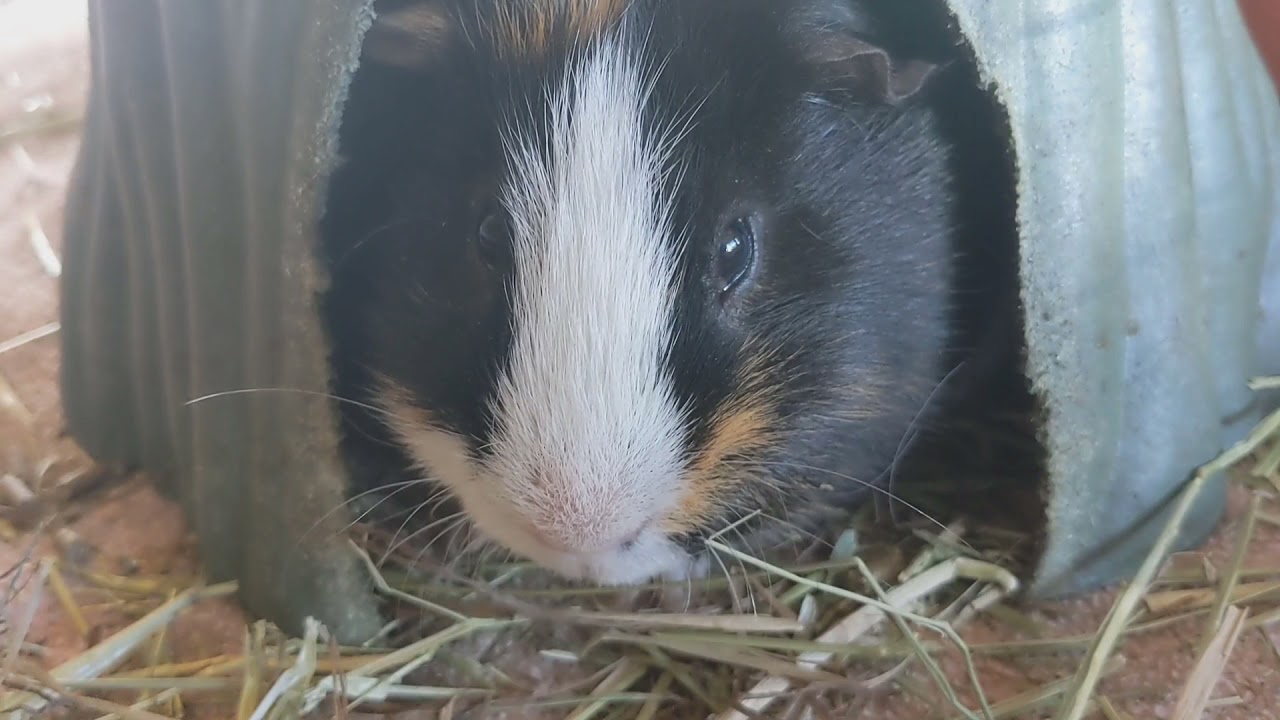 sleepy guinea pig gets up and stretches - YouTube