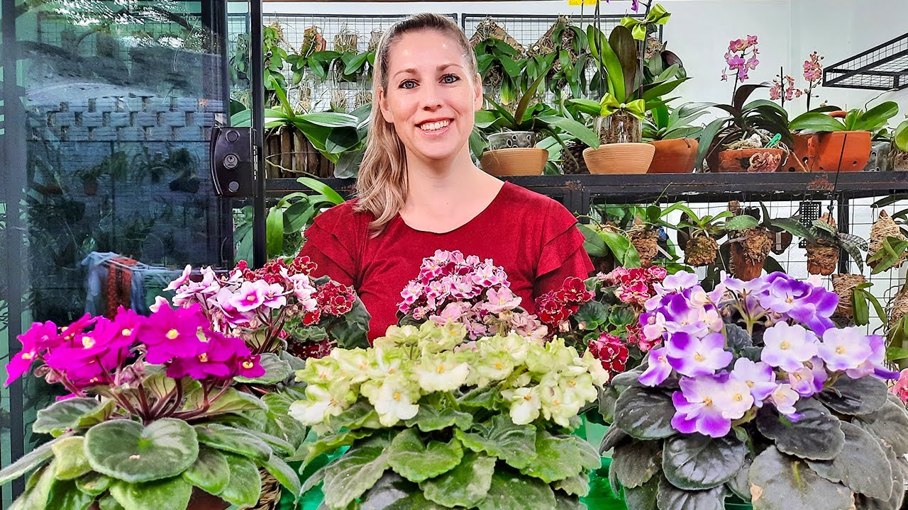 Esse é o SEGREDO para ter VIOLETAS sempre floridas - YouTube