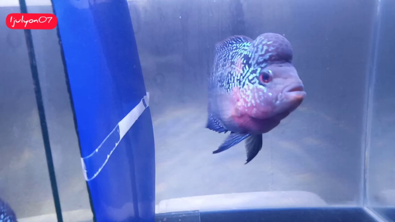 Ikan lohan ku tambah junong,,#ikanlohan# - YouTube