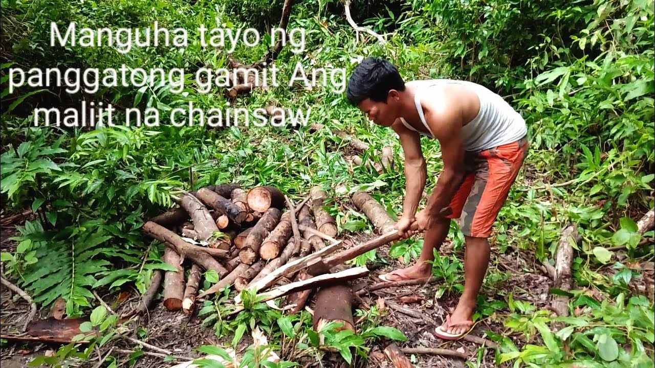 🥺Manguha tayo ng panggatong gamit Ang maliit na chainsaw.😄 - YouTube