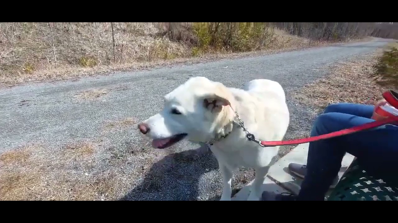 Walking Around With Angie & her Dog Part 9. PT2.. - YouTube
