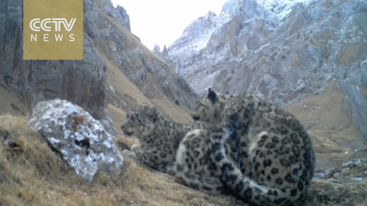 Mating snow leopards caught on camera - YouTube