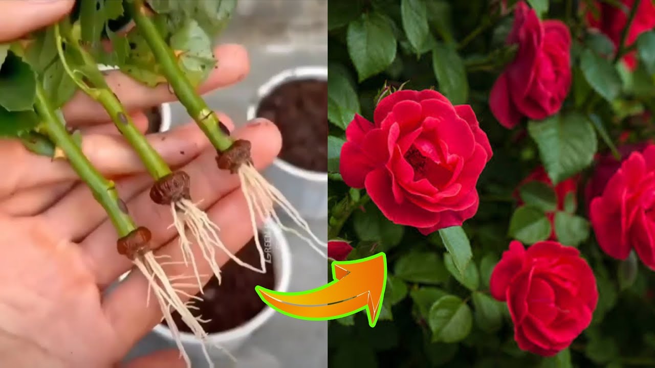 Rose propagation by cutting | grafting in rose | method of rose ...