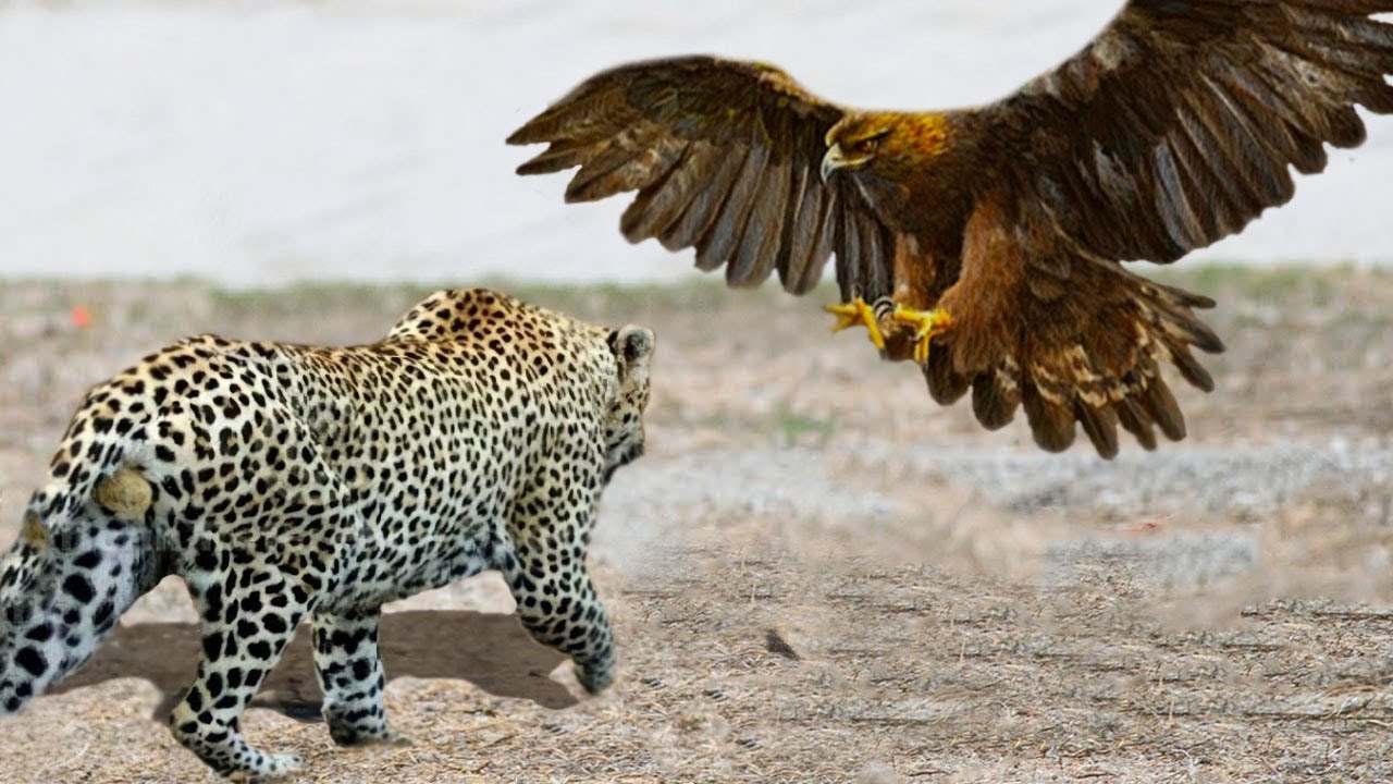The EAGLE Attacked the LEOPARD! Here's What Happened Next… - YouTube