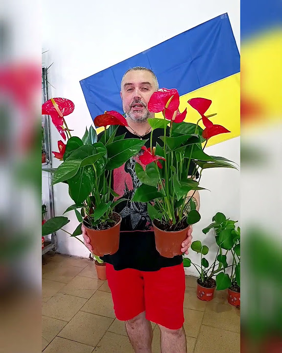 Антуриум Андрэ Рэд Кинг, цена 365 гривен! Бронь в вайбер 0996782355 # ...