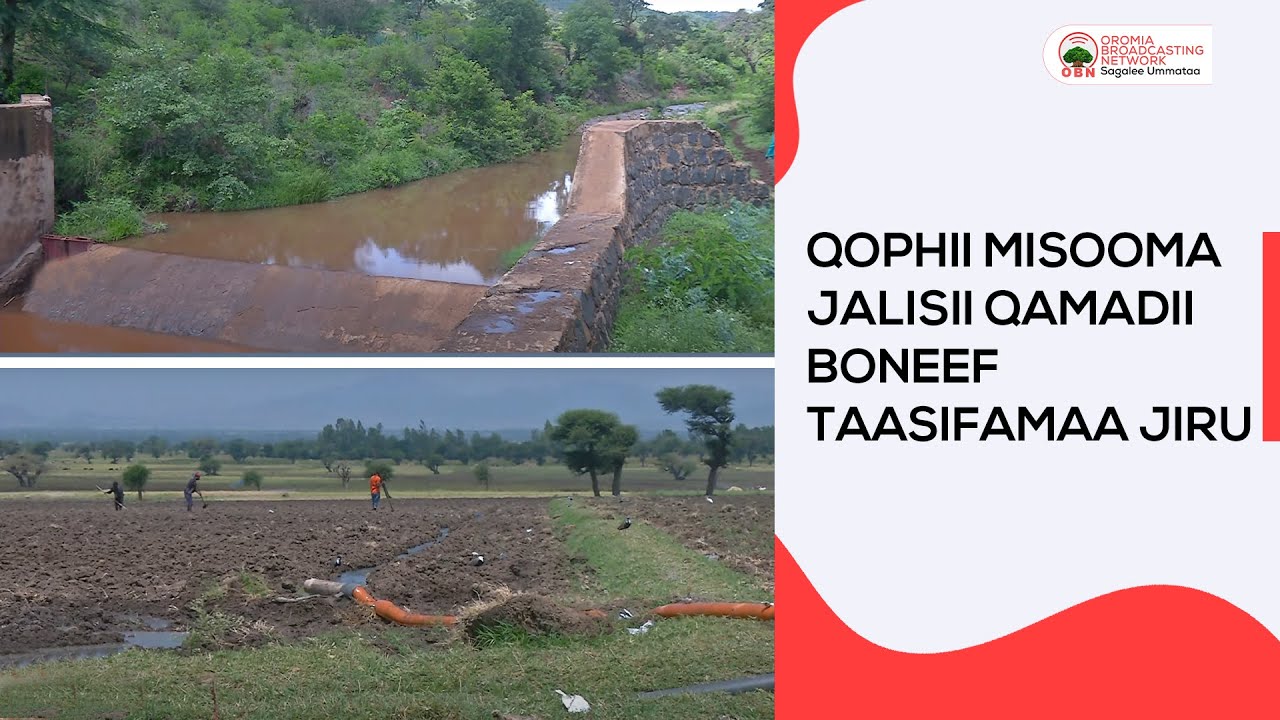 Qophii misooma jalisii qamadii boneef taasifamaa jiru kan godinaalee ...