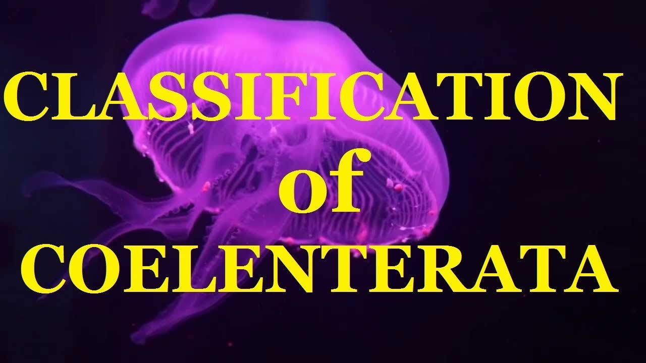 Classification of Coelenterata, Phylum Cnidaria, Hydrozoa, Scyphozoa ...