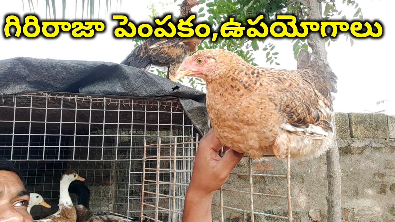 Giriraja chicken's growing details | @youngfarmeratoztelugu - YouTube