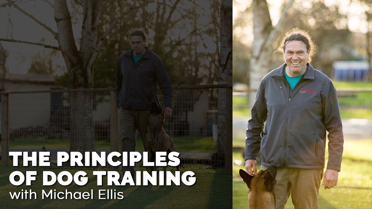 The Principles of Dog Training with Michael Ellis - YouTube