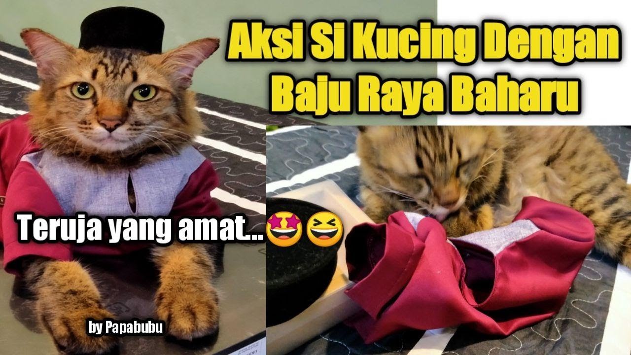 Baju Raya Untuk Kucing - Happy Cat With His New Shirt - YouTube