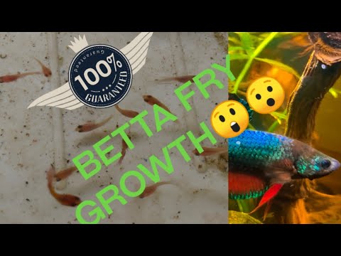 betta fry growth ( fish growth) - YouTube