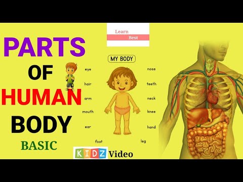 PARTS OF HUMAN BODY // BASIC HUMAN BODY PARTS // with image and ...