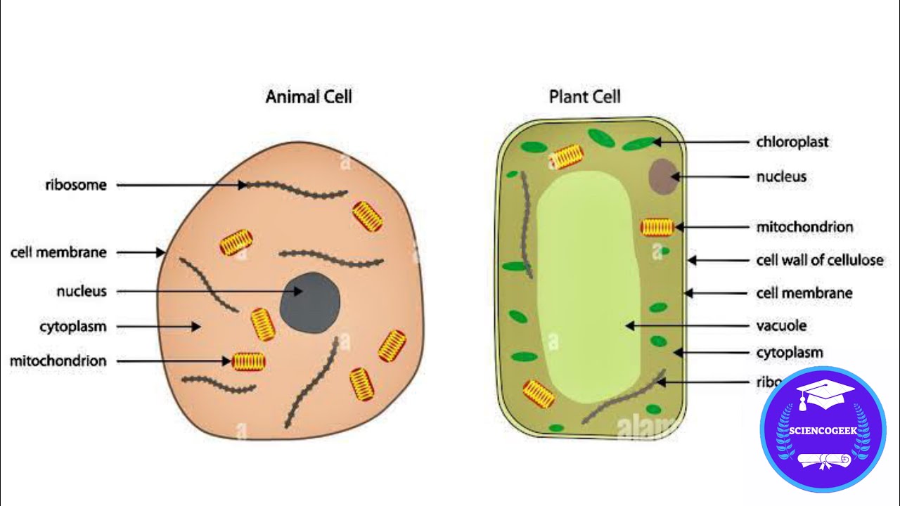 Class 8 Science Chapter 8: Cell Structure and Functions ( Important ...