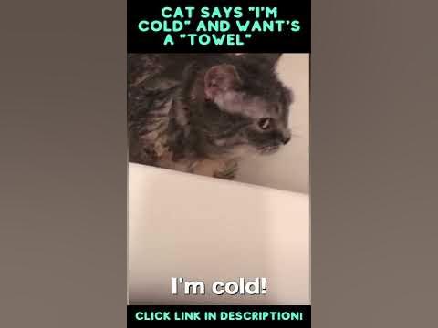 Funny Cat saying "I'm Cold!" - YouTube