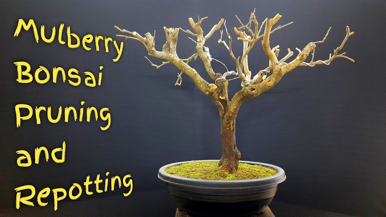 Mulberry Bonsai Tree Pruning and Repotting #FruitingBonsai 8 Years Old ...