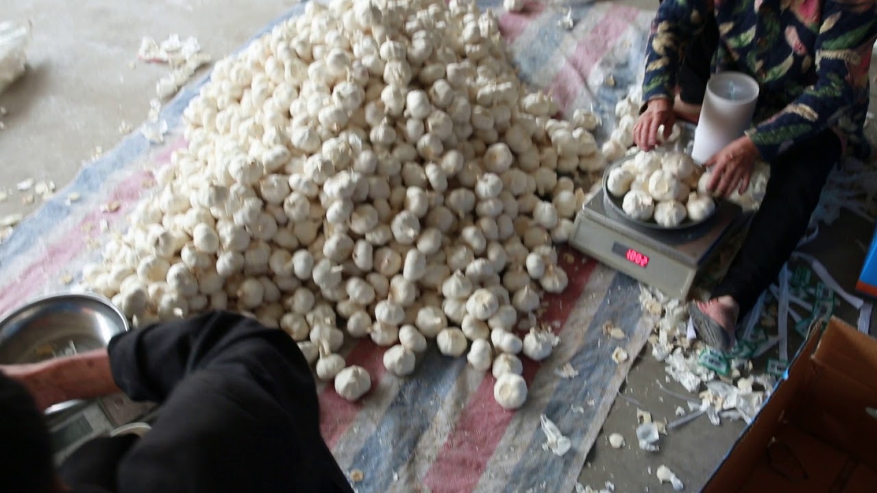 China Garlic factory Sorting & weighing & packing in carton box_ China ...