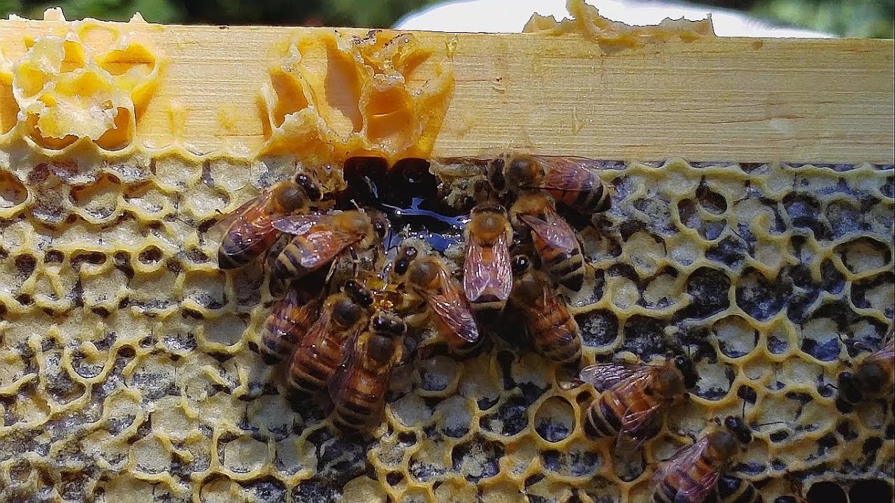 NEW CAMERA // Bees in 4K // Flow Hive - YouTube