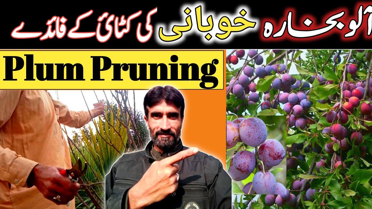 Pruning of plum trees🍅 | Aloo bukhara ki katai yani pruning ka season ...