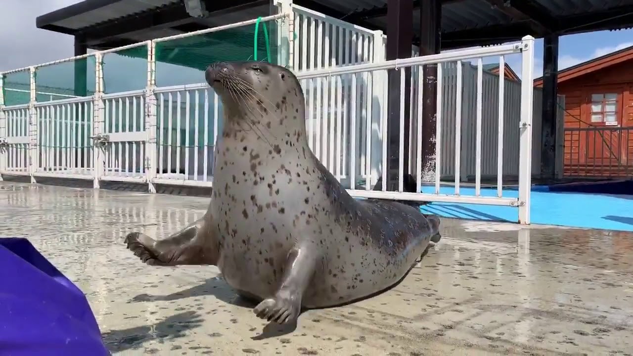 Cute seal posing - YouTube