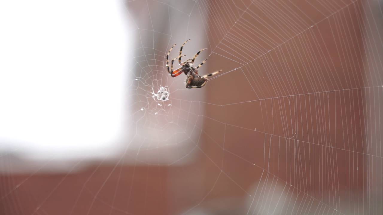 Spider spinning web - YouTube