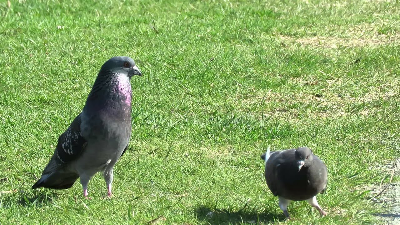 Pigeon Mating Rituals - YouTube