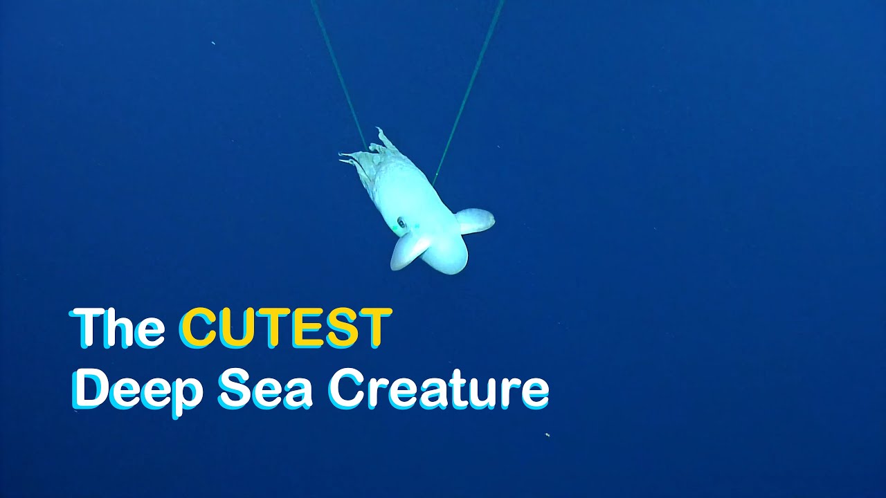 The CUTEST Deep Sea Creature Ever Spotted 🐙🌊 | Dumbo Octopus at 1,265 ...