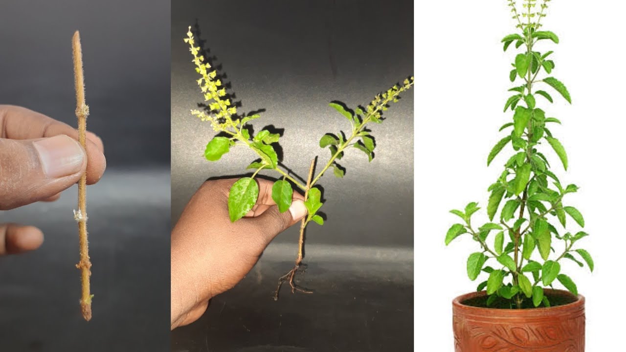 how to grow thulasi plant from cuttings _ Basil plant _ tulsi plant ...