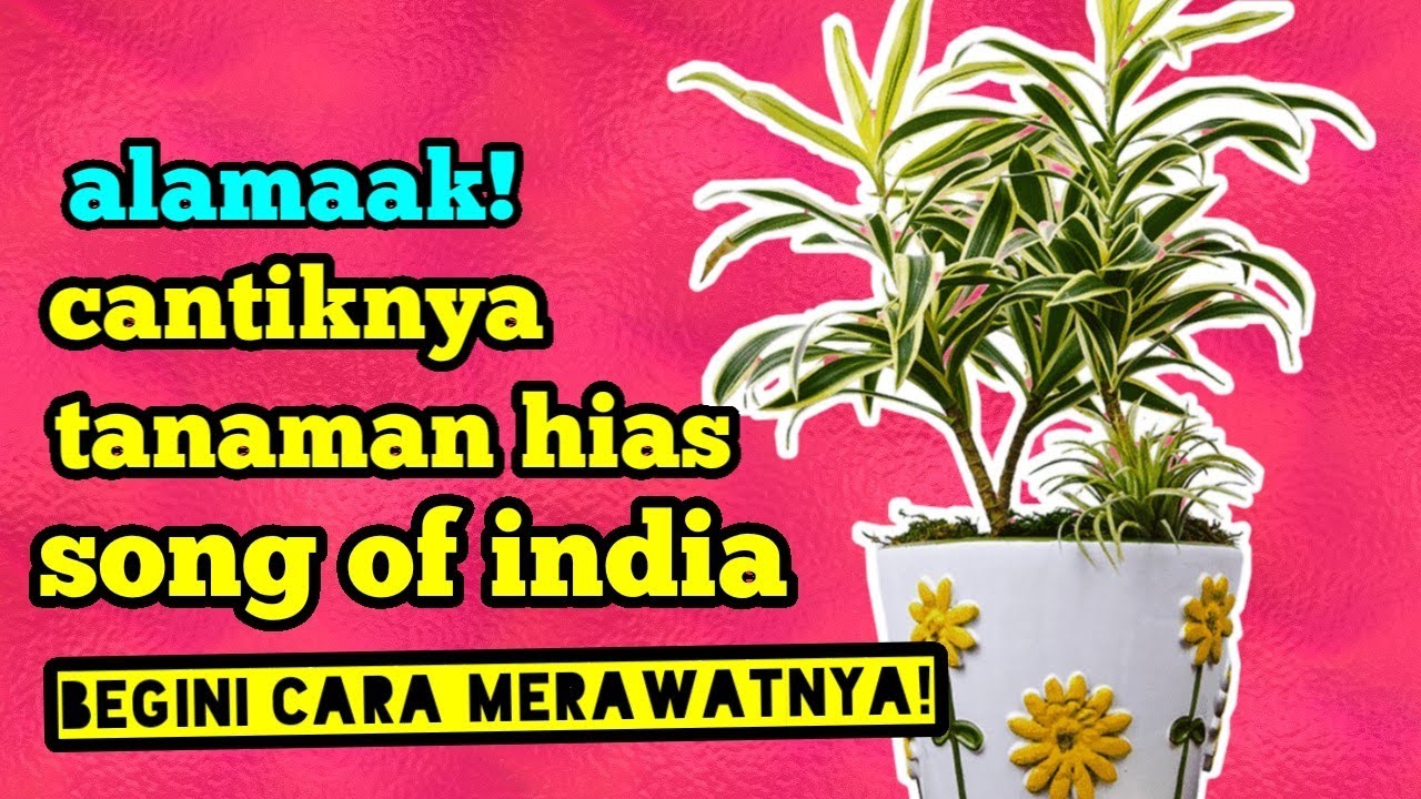 alamaak!cantiknya tanaman song of india! begini cara merawatnya! - YouTube