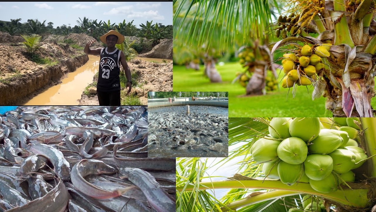 70 ACRE COCONUT FARM WITH 30 THOUSAND CAPACITY CATFISH FARM - YouTube