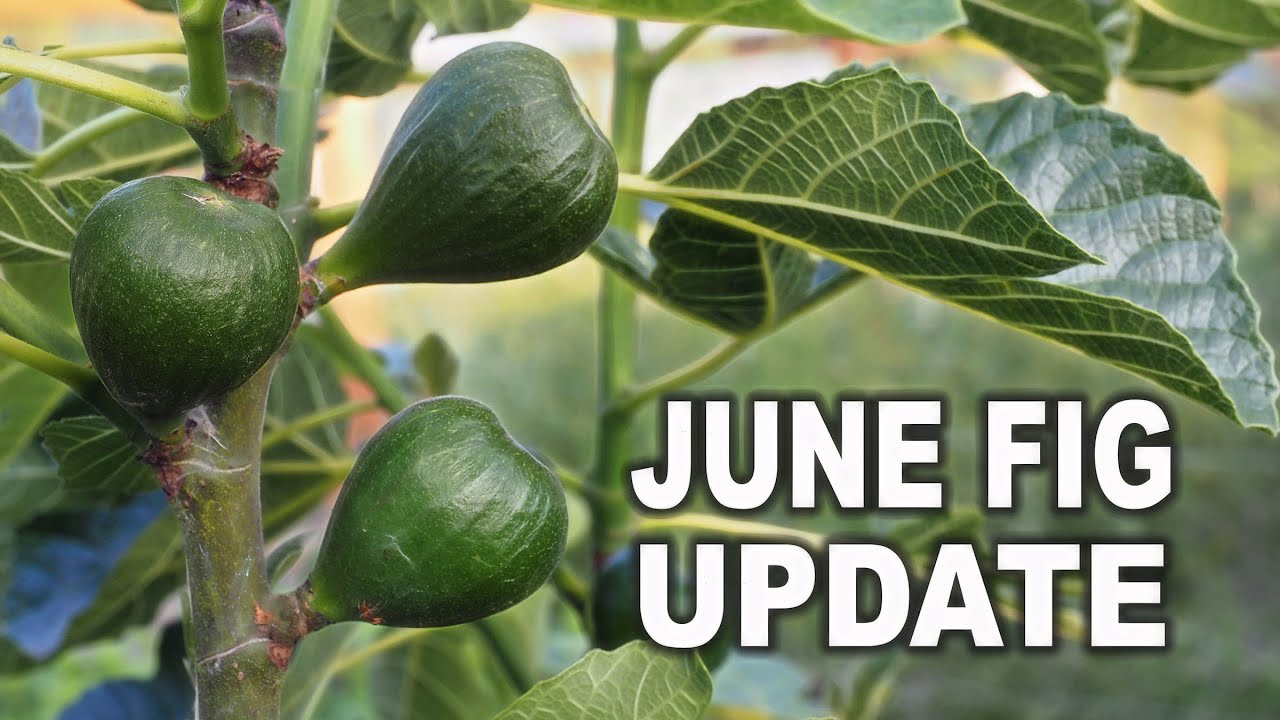 June Fig Update - 40 figs on one tree! - YouTube