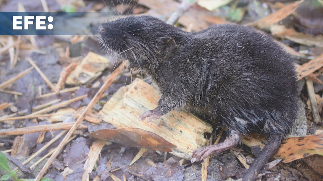 Una expedición descubre 27 especies, entre ellas un ratón anfibio, en ...
