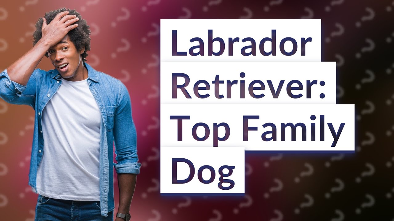 What is the number one family dog in 2023? - YouTube