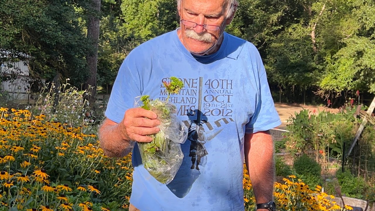 Aster Yellows on Echinacea - YouTube