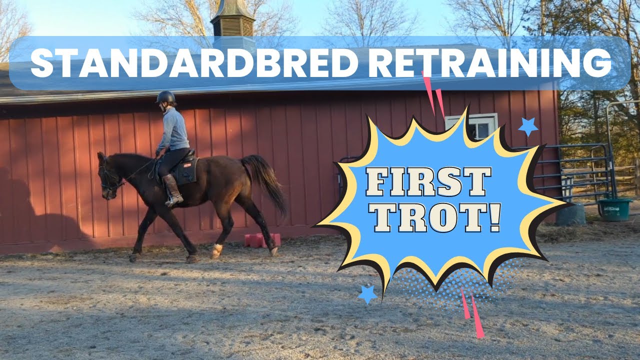 Standardbred Retraining - Episode 3 Leg Yields and Trotting - YouTube