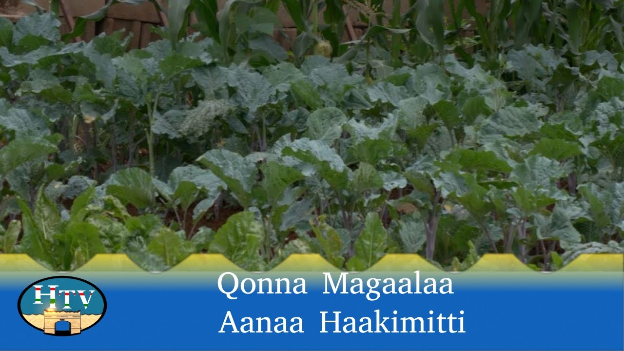 Qonna Magaalaa Aanaa Haakimitti - YouTube
