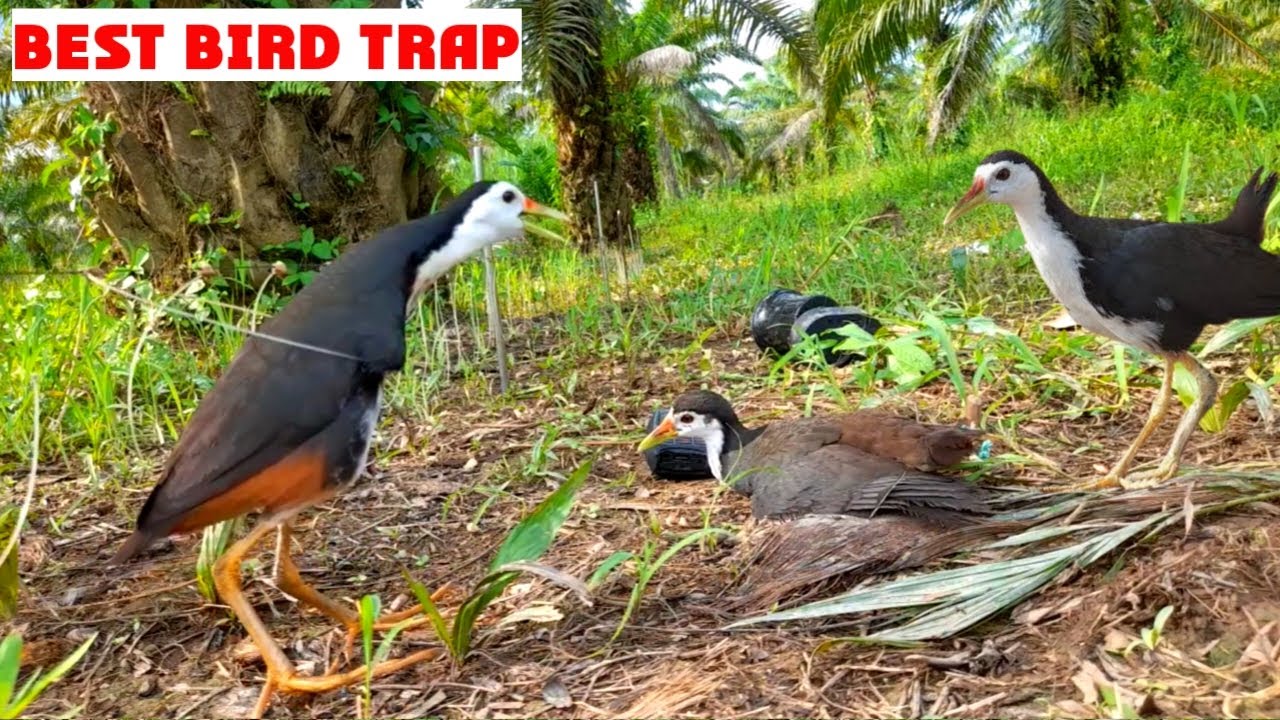 Easy Bird Catching Trap | Best Bird Hunting Trap | Bird Hunting Trick ...