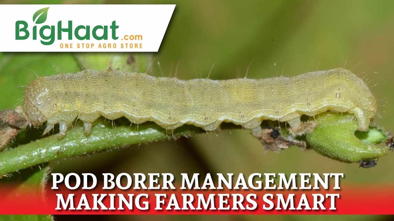 Pod Borer Management in Pulse Crops | BigHaat - YouTube