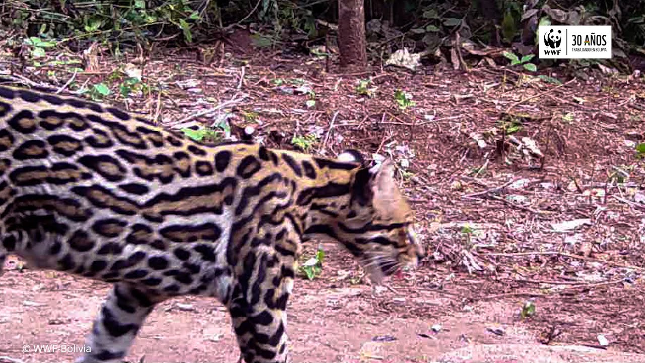 ¿Conoces al ocelote? (Leopardus pardalis) - YouTube