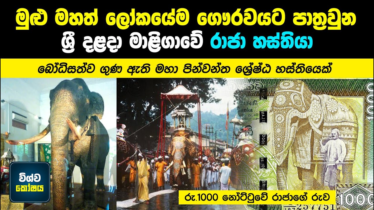 දළදා මාළිගාවේ රාජා හස්තියාගේ කතාව / Life Story of Raja Tusker Sri Lanka ...