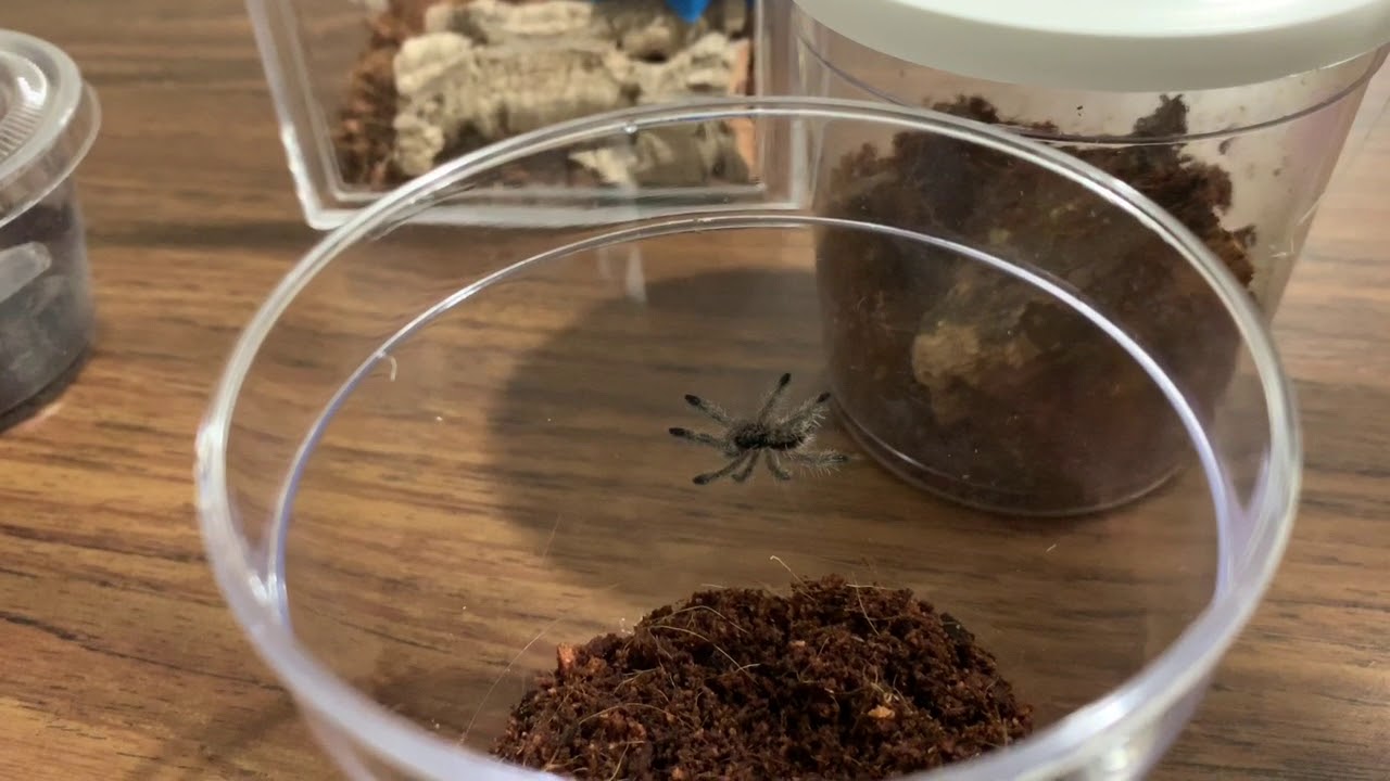 Most Expensive Tarantula In North America! - YouTube